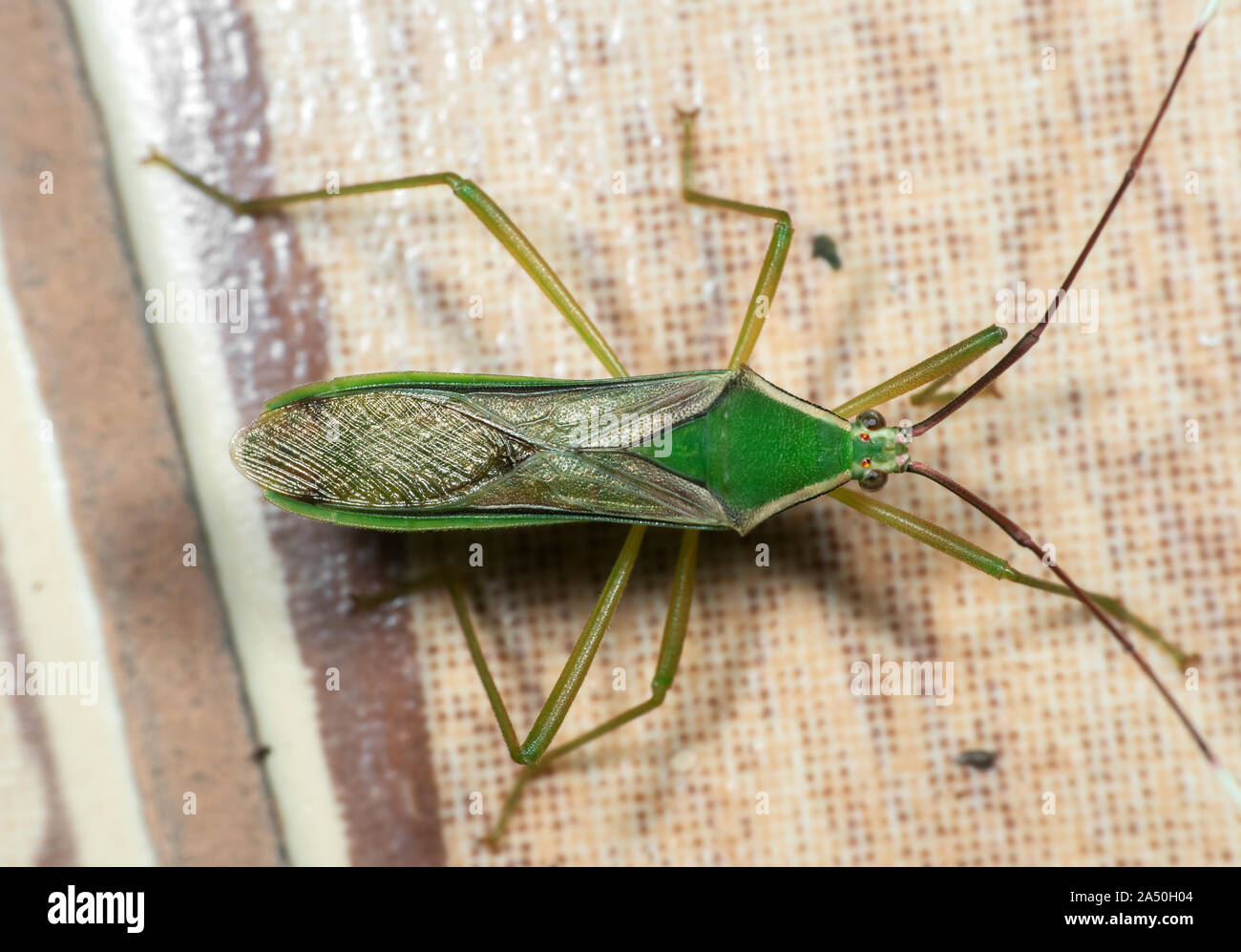 Macro Photography of Green Assassin Bug on The Floor Stock Photo - Alamy