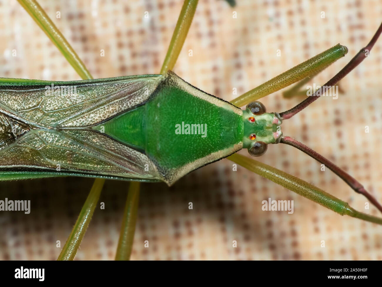 Macro Photography of Green Assassin Bug on The Floor Stock Photo - Alamy