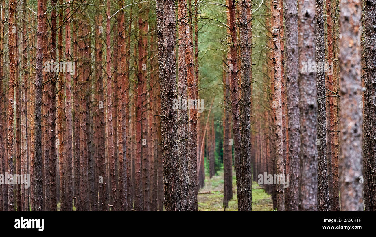 Spruce forest in North Germany Stock Photo - Alamy
