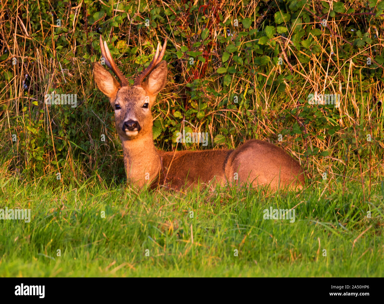 Roe Deer buck enjoying the early morning Cotswold Hills sunshine Stock ...
