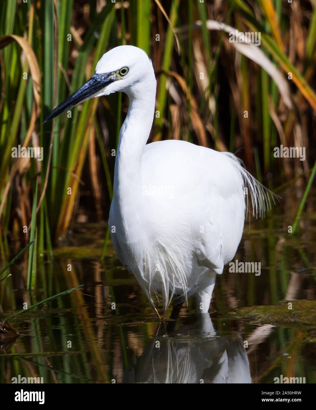 Fishing in shallow hi-res stock photography and images - Alamy
