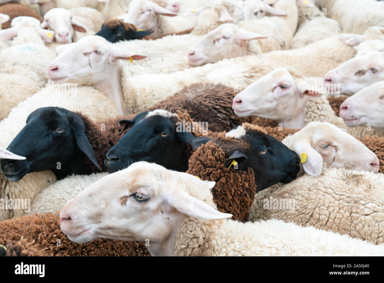 Herd many sheep crowded together hi-res stock photography and images ...