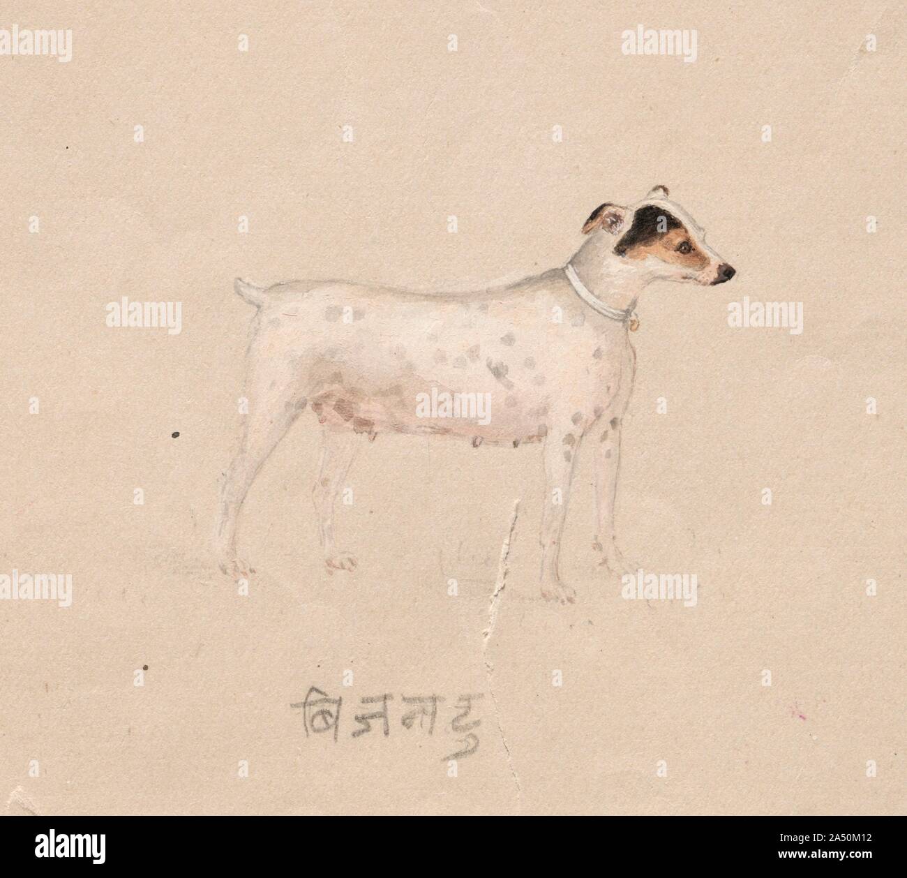 Dog 1800s hi-res stock photography and images - Alamy