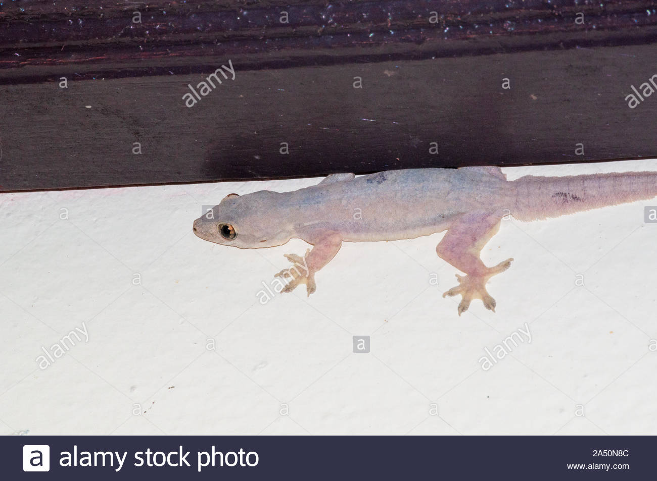 Thailand House Gecko High Resolution Stock Photography and Images - Alamy