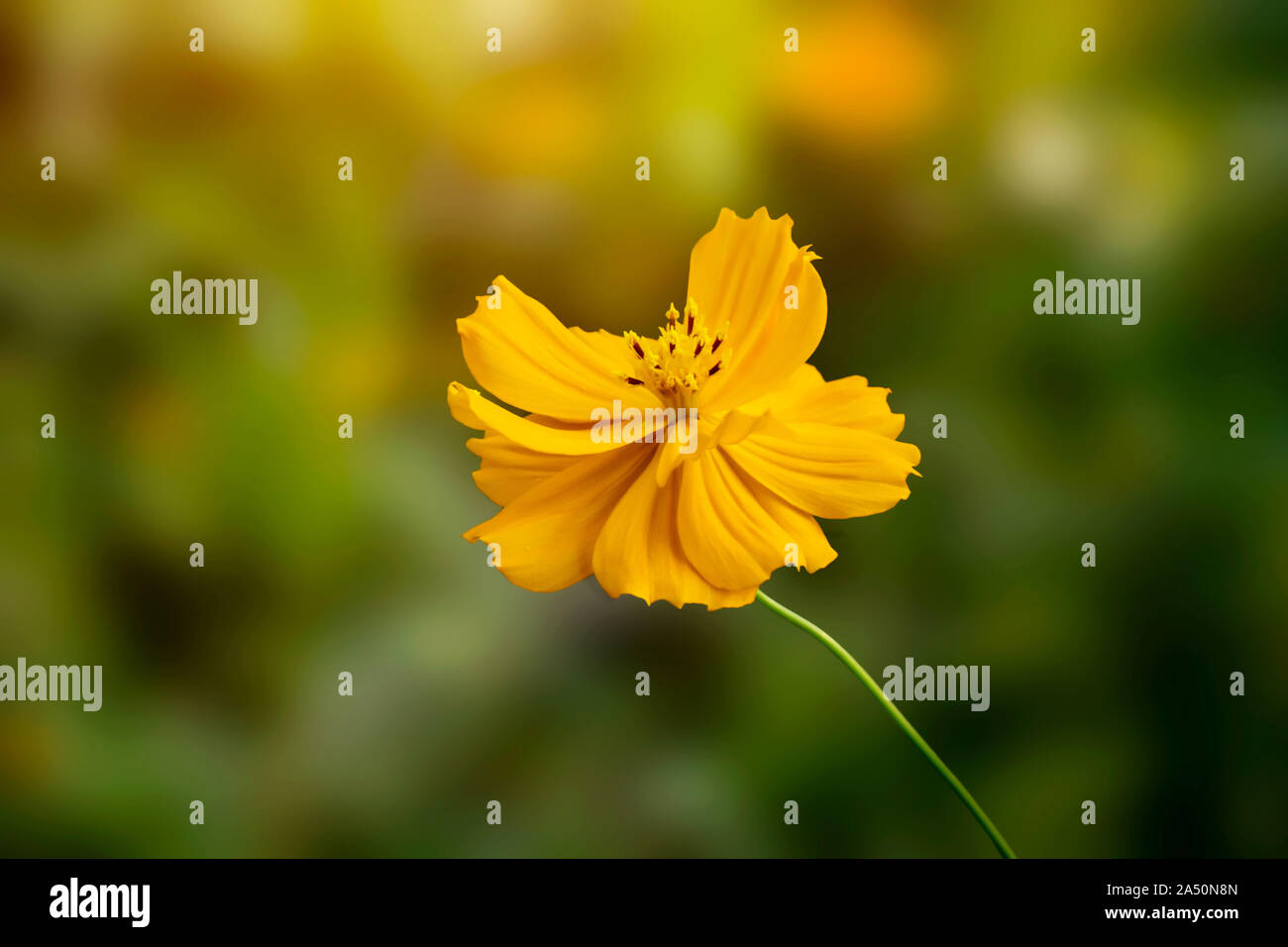 Ulam raja flower hi-res stock photography and images - Alamy