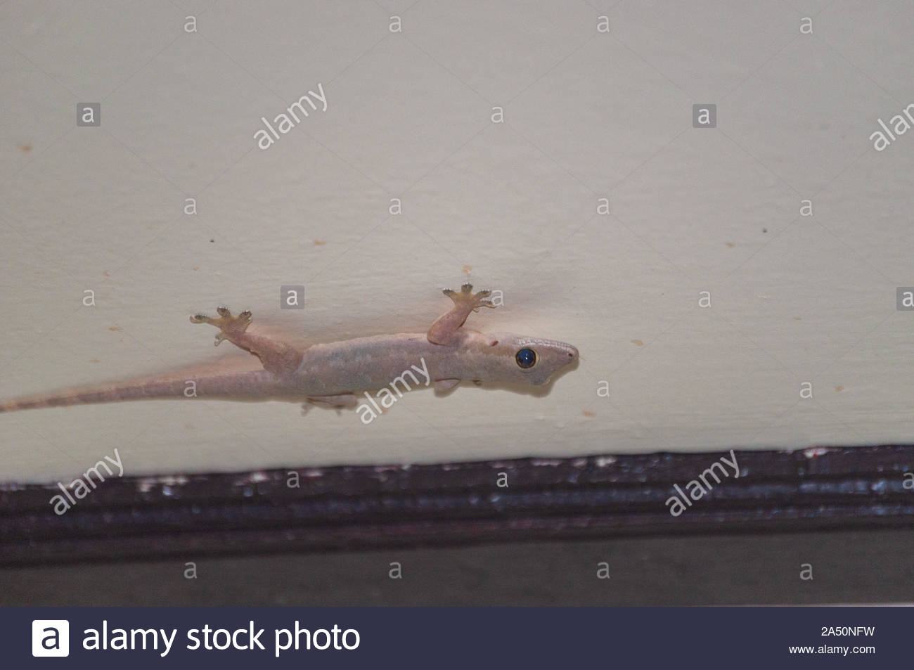 Thailand House Gecko High Resolution Stock Photography and Images - Alamy