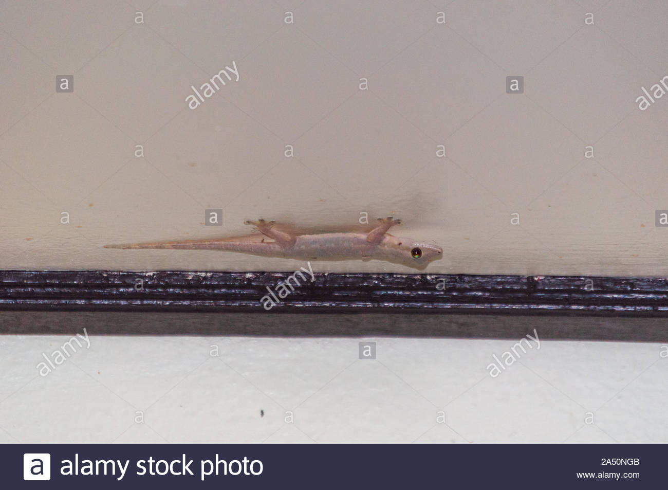 Thailand House Gecko High Resolution Stock Photography and Images - Alamy