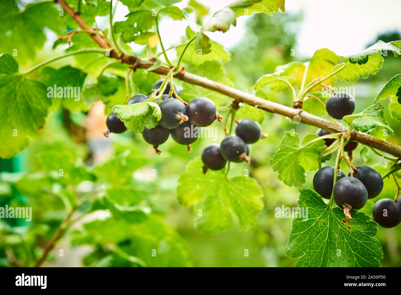 Black currant on the branch. Bush with black currants Stock Photo - Alamy