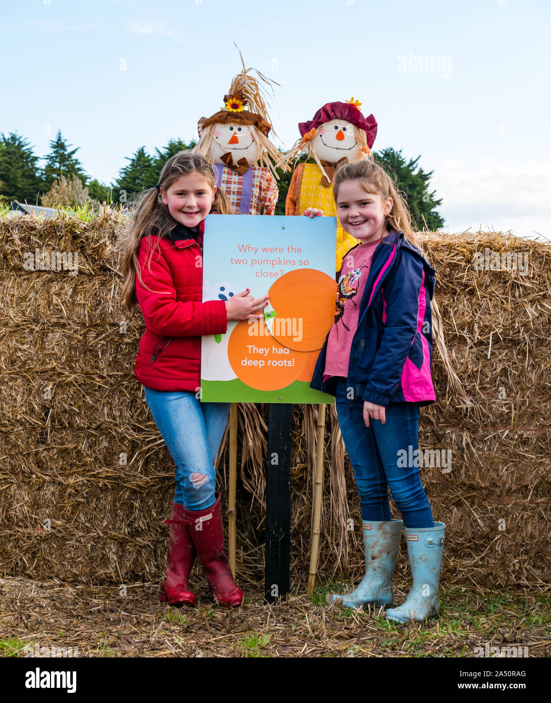 Kilduff Farm, East Lothian, Scotland, United Kingdom, 17 October 2019 ...