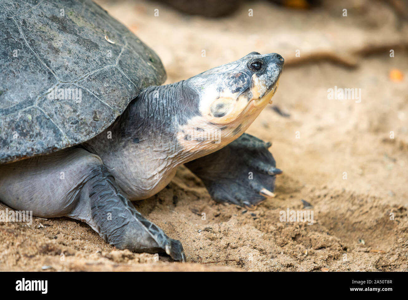 Flatback sea turtle hi-res stock photography and images - Alamy