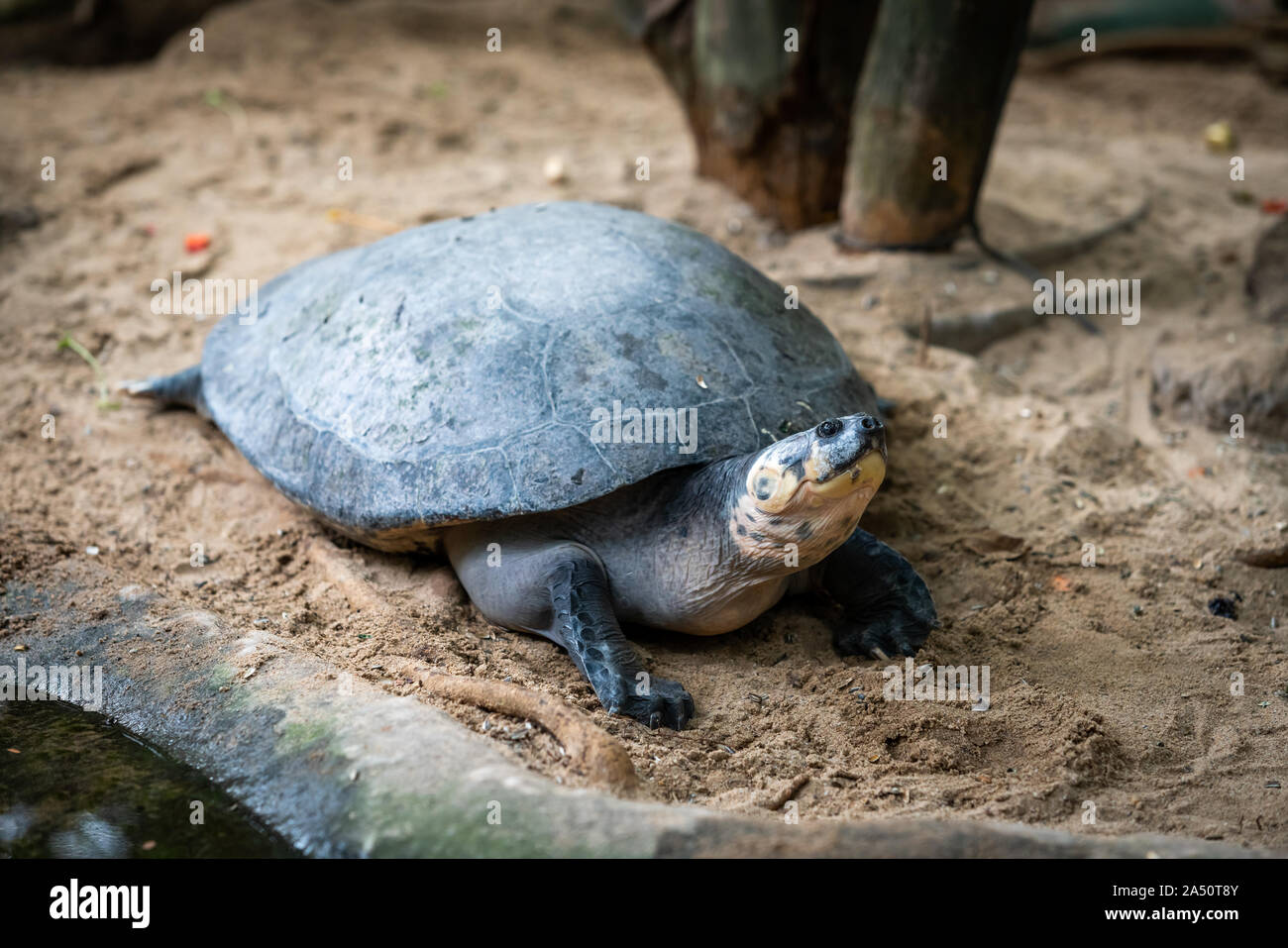 Big turtle. Adult female flatback sea turtle Stock Photo - Alamy