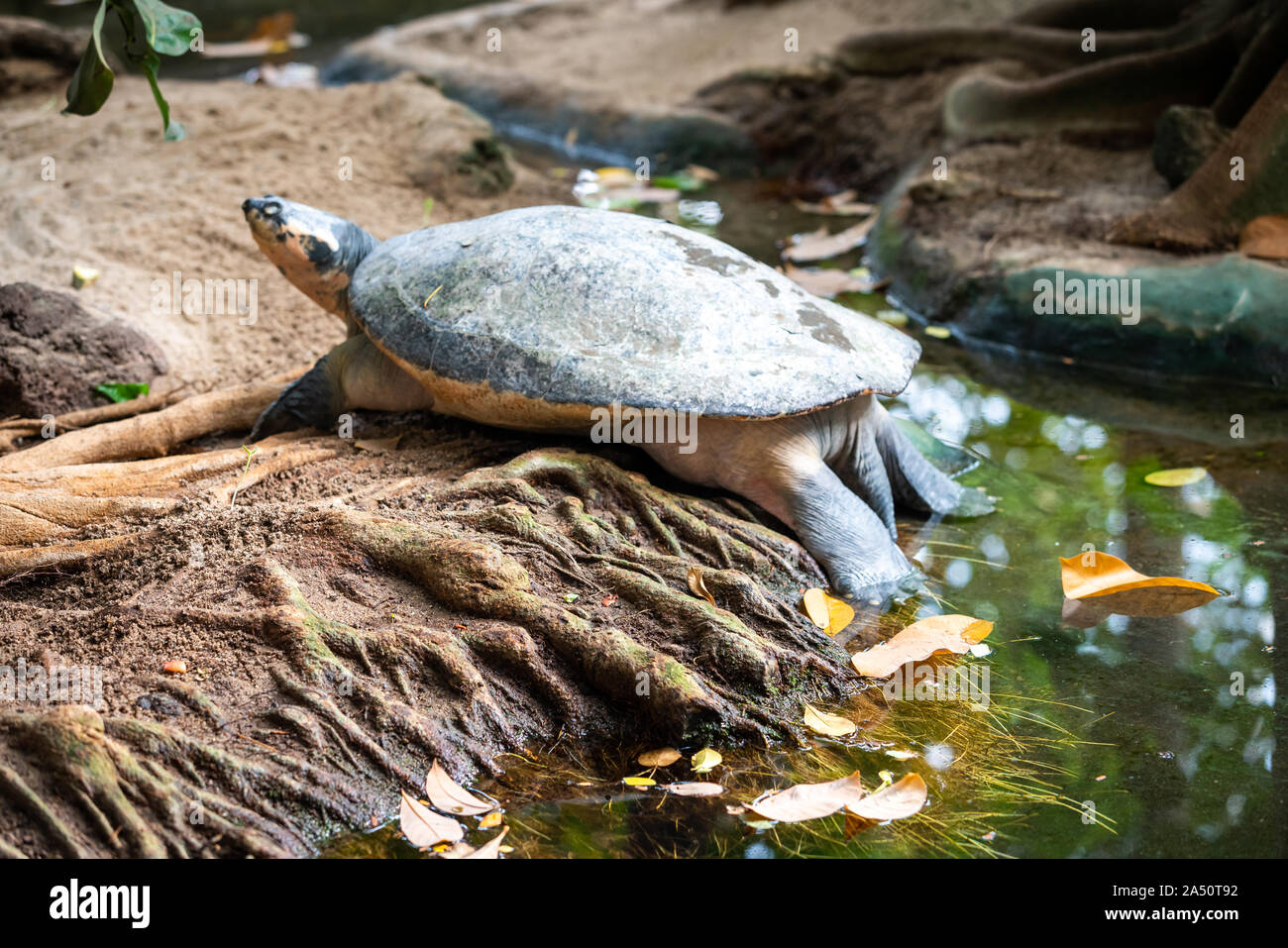 Flatback sea turtle hi-res stock photography and images - Alamy