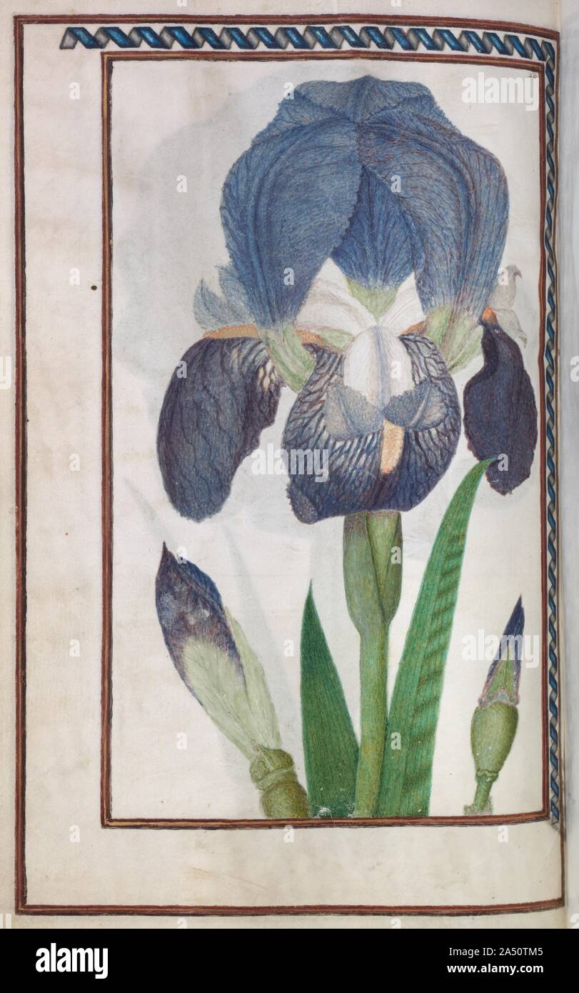 1608 drawings hi-res stock photography and images - Alamy