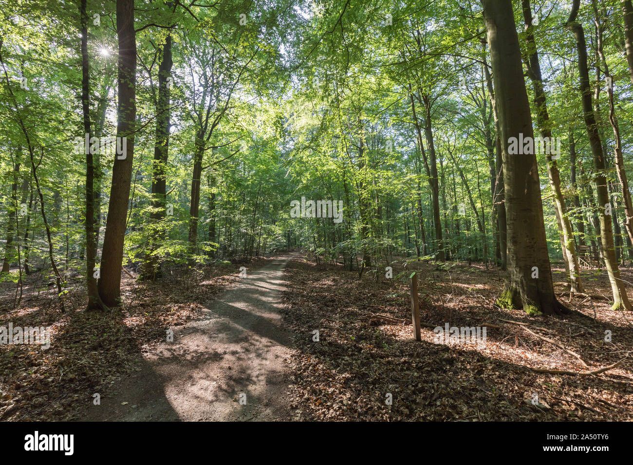 German Beech Forest High Resolution Stock Photography and Images - Alamy