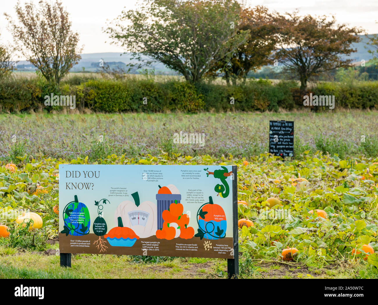 Pick you own fruit scotland hi-res stock photography and images - Alamy