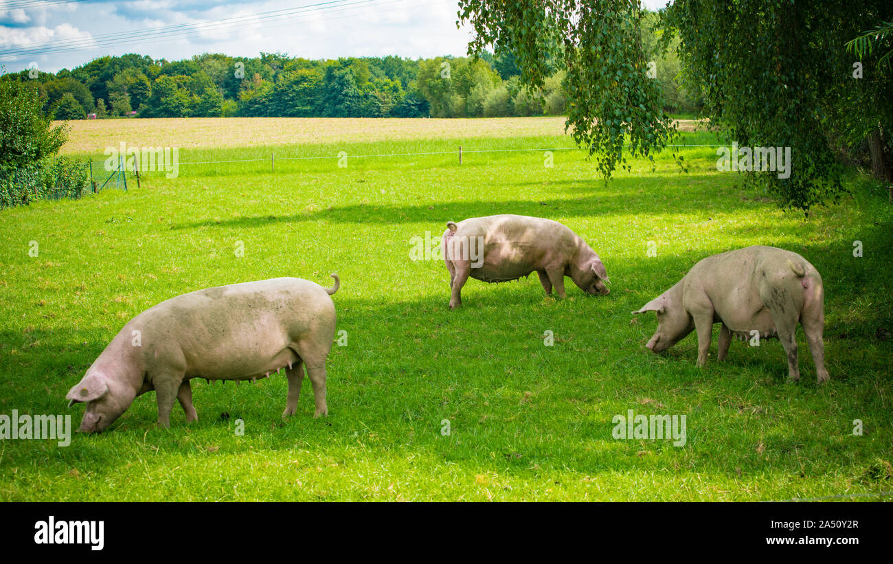 Pig portrait. Pig at pig farm Stock Photo - Alamy