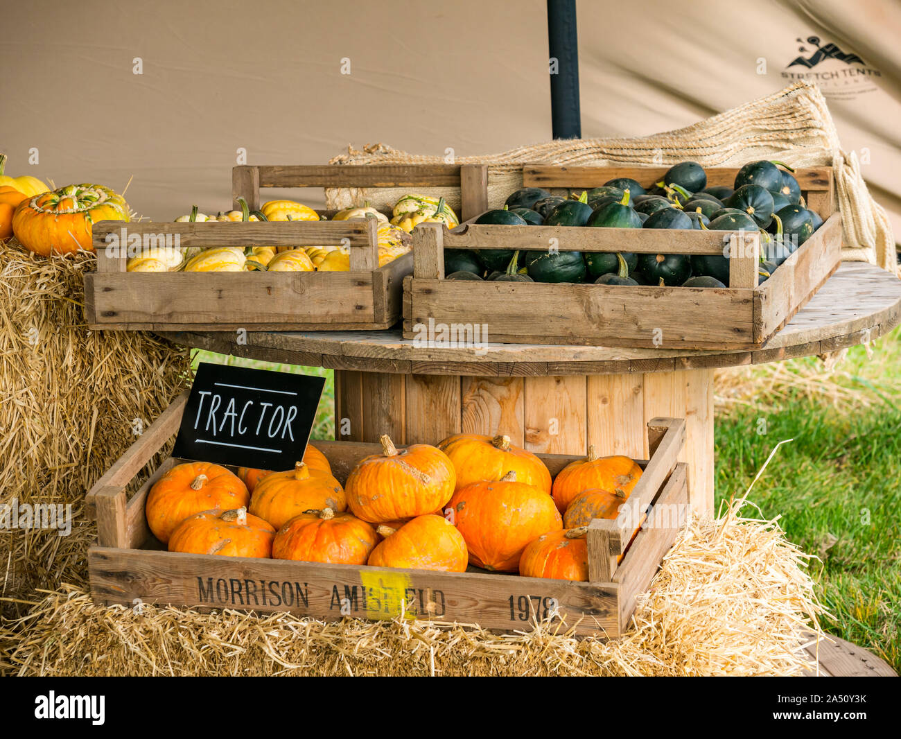 Roley pumpkins hi-res stock photography and images - Alamy