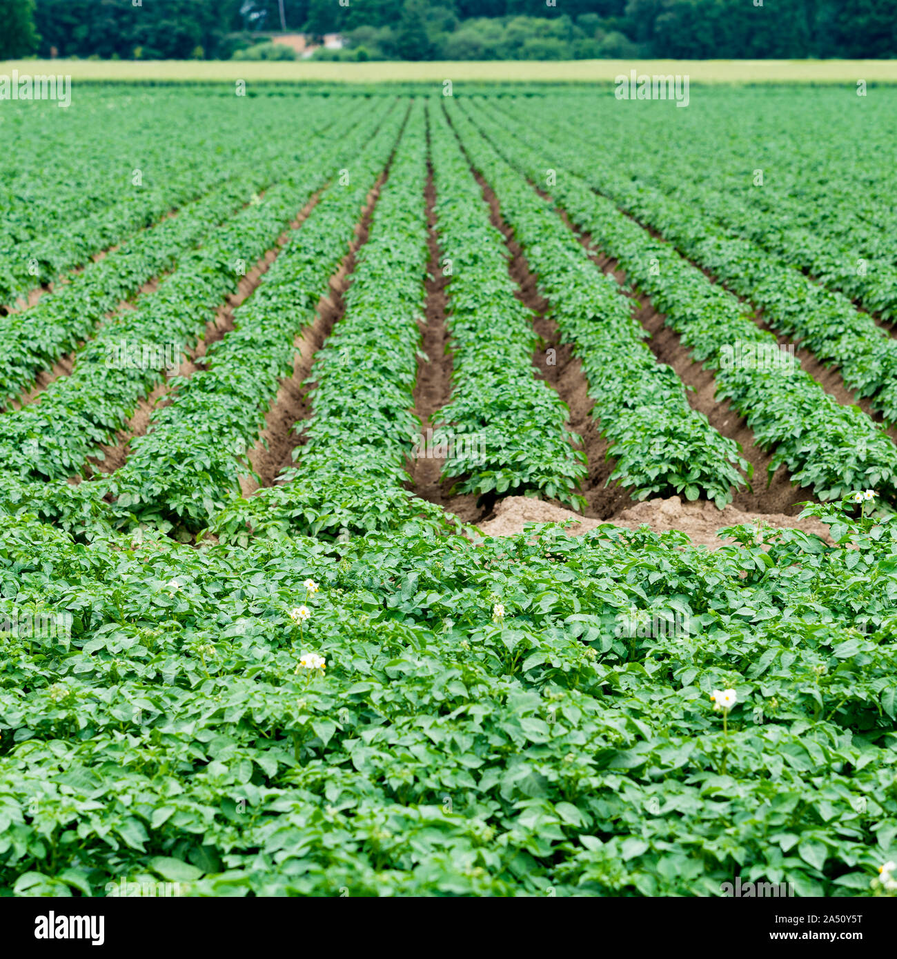 Potatoes plantations grow in the field. Vegetable rows. Farming, agriculture Stock Photo - Alamy