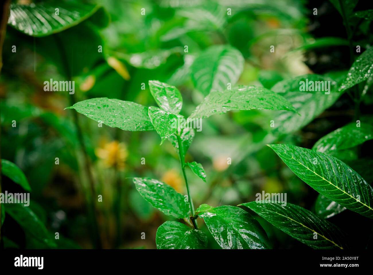 Rainforest with flowers and plants. Green leaves Stock Photo - Alamy
