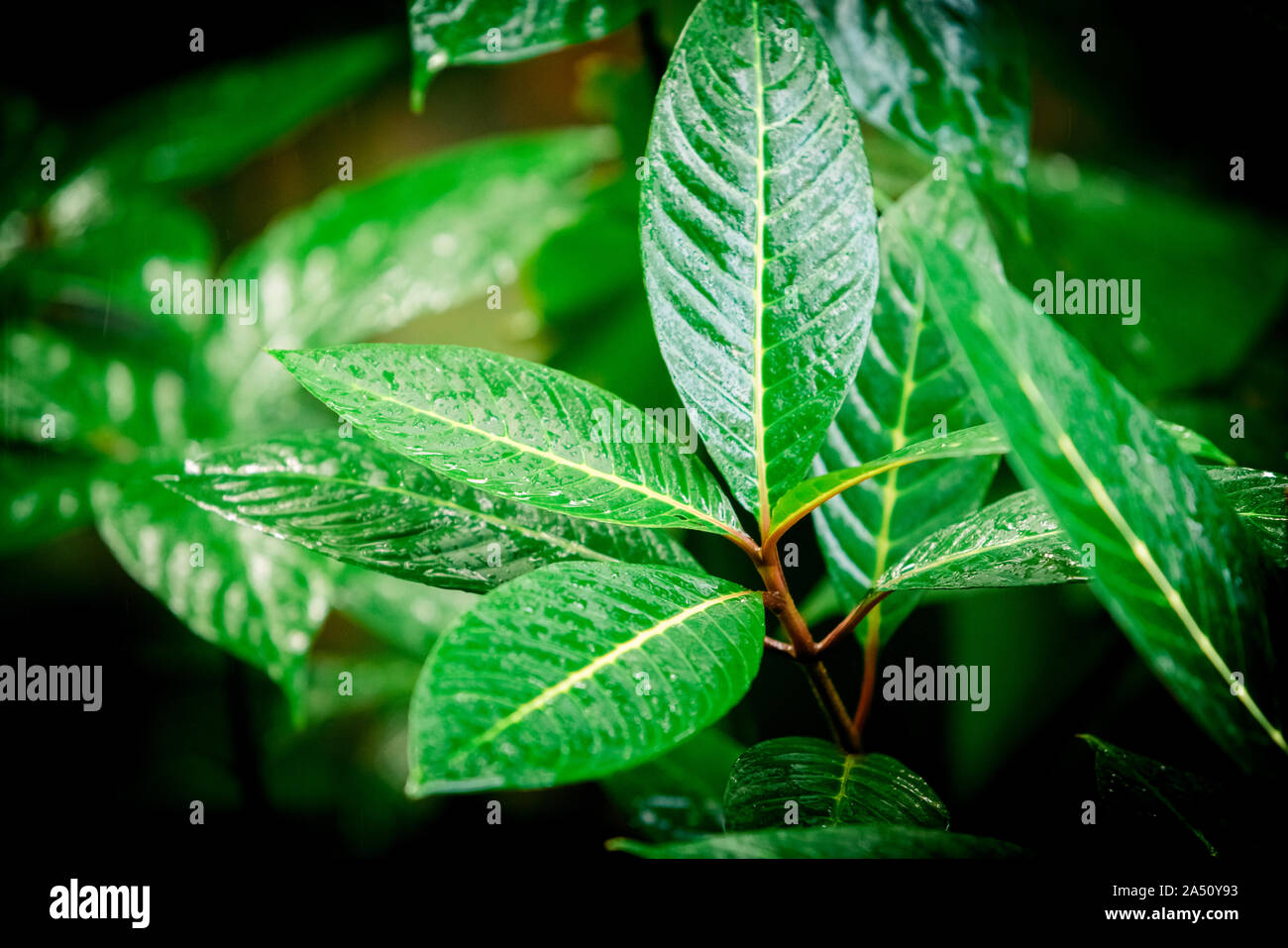 Rainforest with flowers and plants. Green leaves Stock Photo - Alamy
