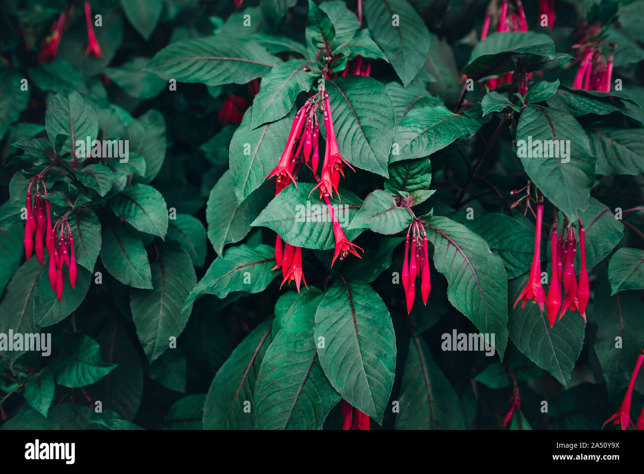 Fuchsia leaves and flowers texture, dark background Stock Photo - Alamy