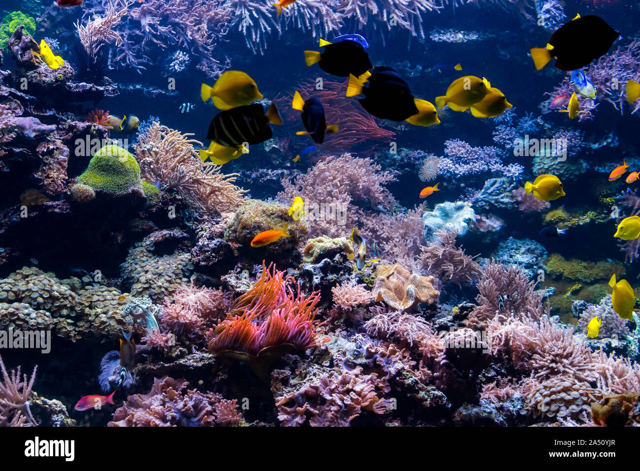Underwater Scene With Coral Reef And Tropical Fish Stock Photo - Alamy