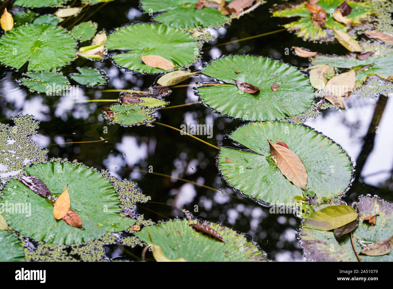 Covered with floating plants hi-res stock photography and images - Alamy