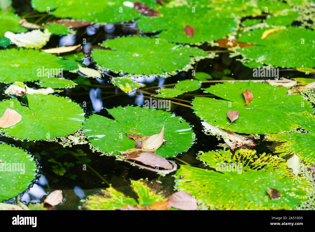 Swamp covered in green plants. Swamp grass Stock Photo - Alamy
