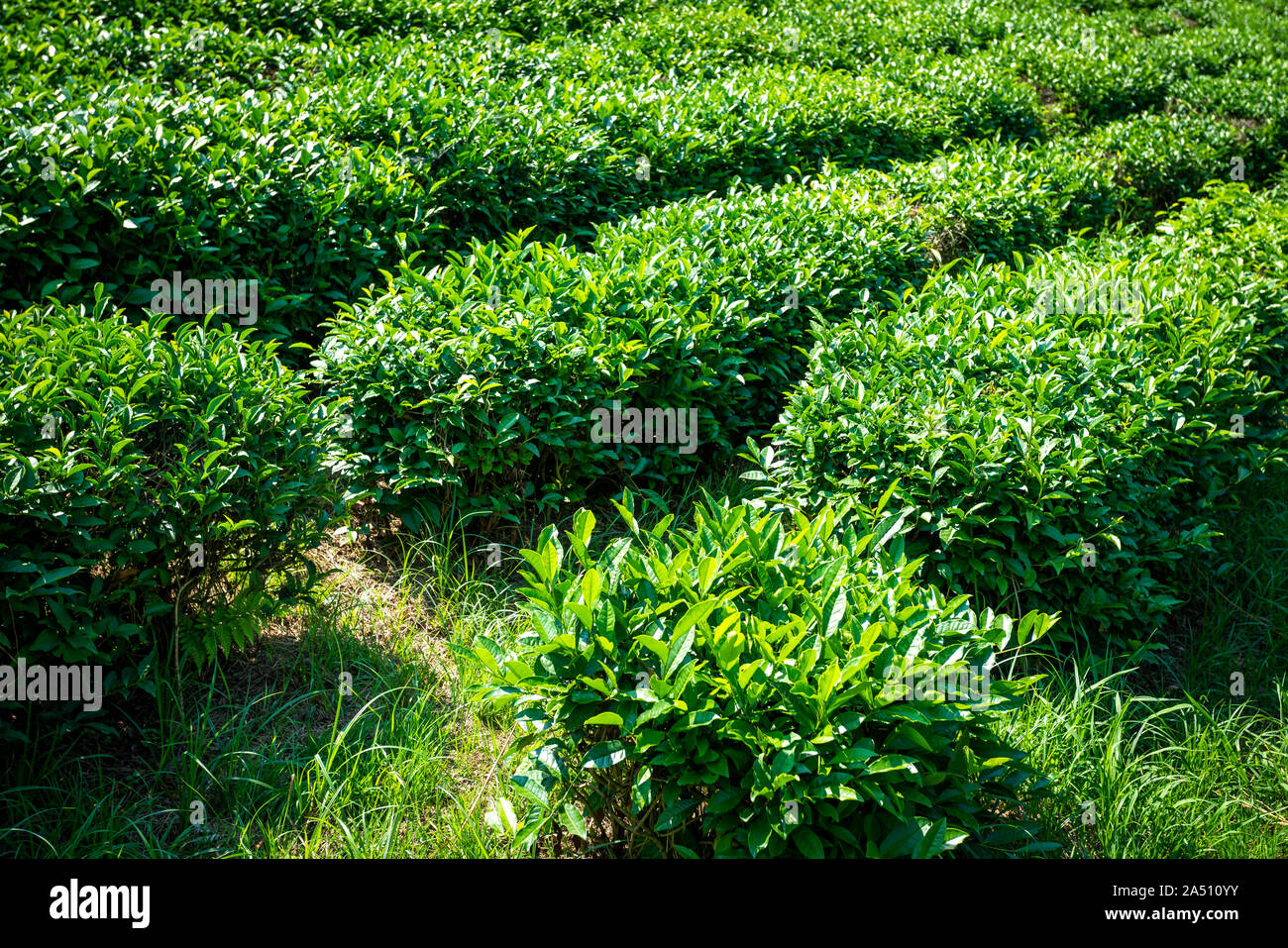 Green tea farm in spring. Tea plantation Stock Photo - Alamy