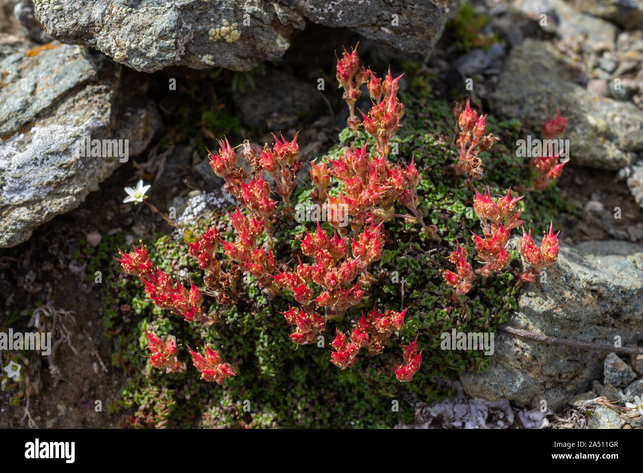 Alpine wild flower Saxifraga oppositifolia (Purple Saxifrage) at the ...