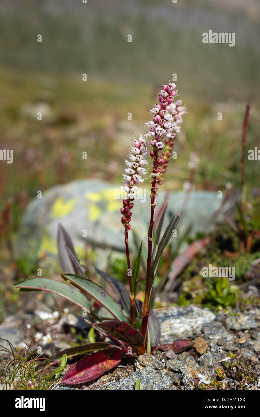 Bistorta vivipara hi-res stock photography and images - Alamy