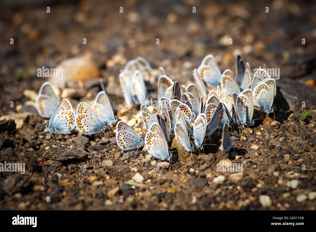 Many butterflies hi-res stock photography and images - Alamy