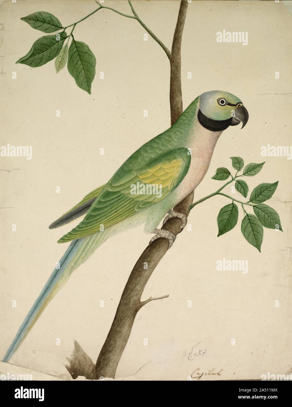 Indian Parrot Painting