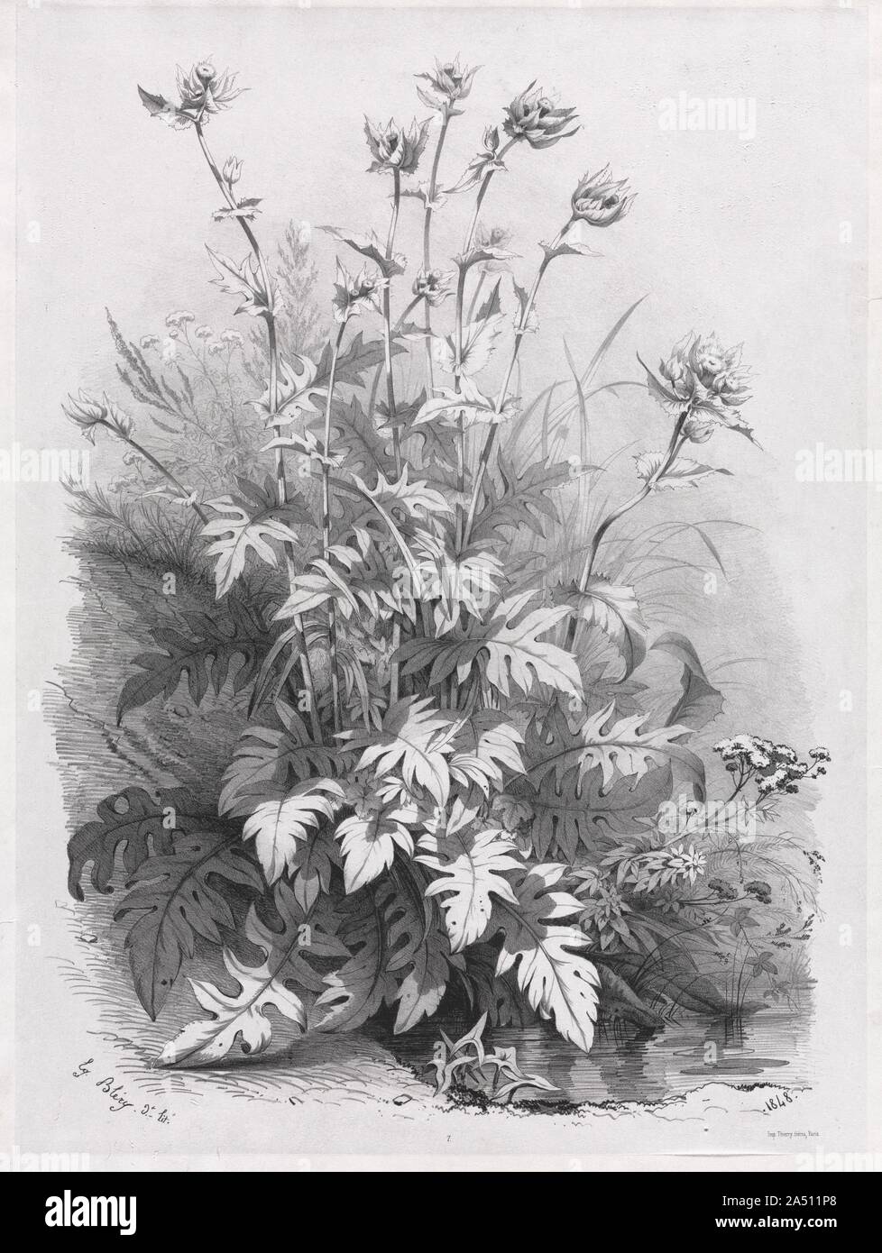 Drawn after nature hi-res stock photography and images - Alamy