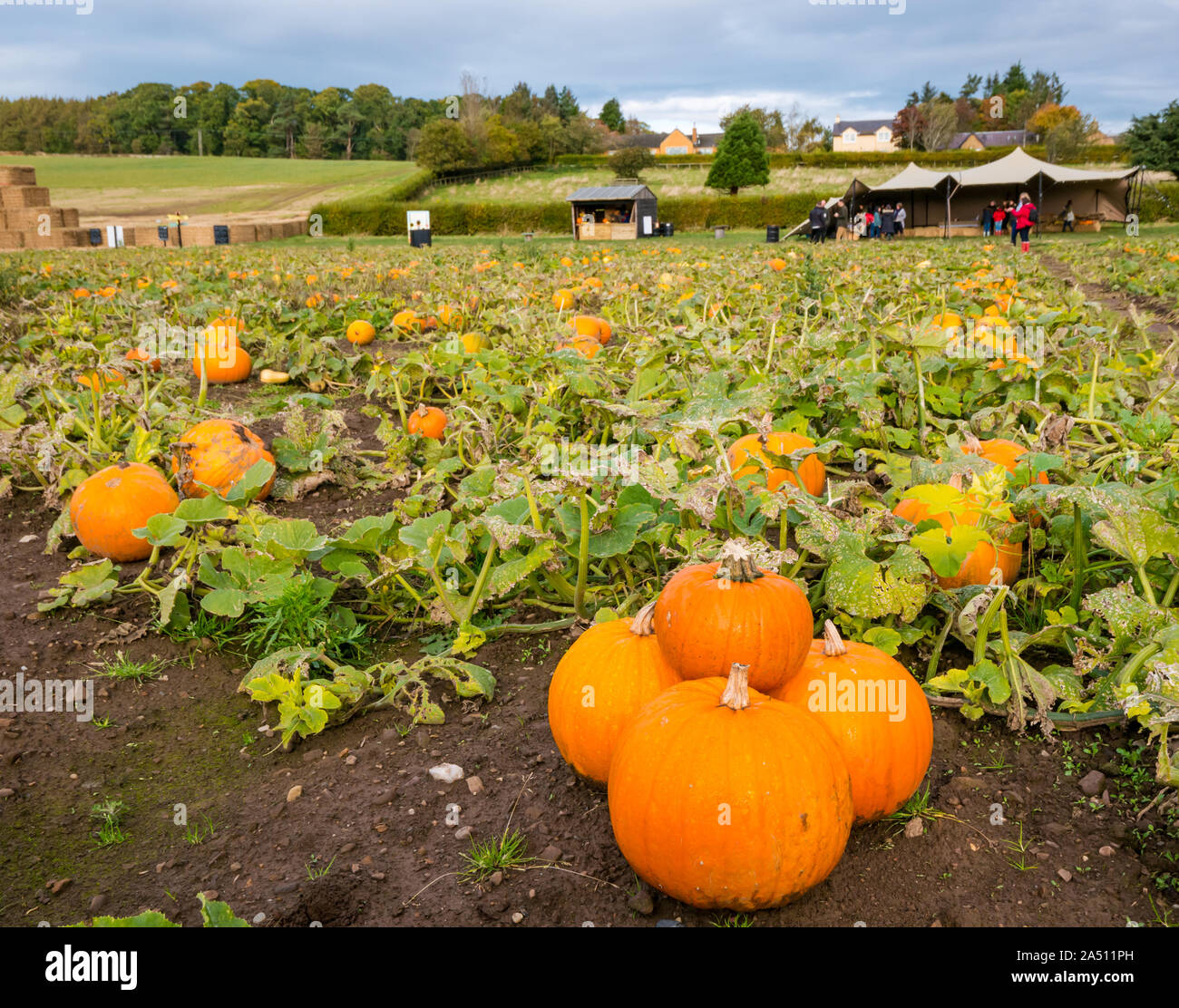 Kilduff farm pumpkin hi-res stock photography and images - Alamy