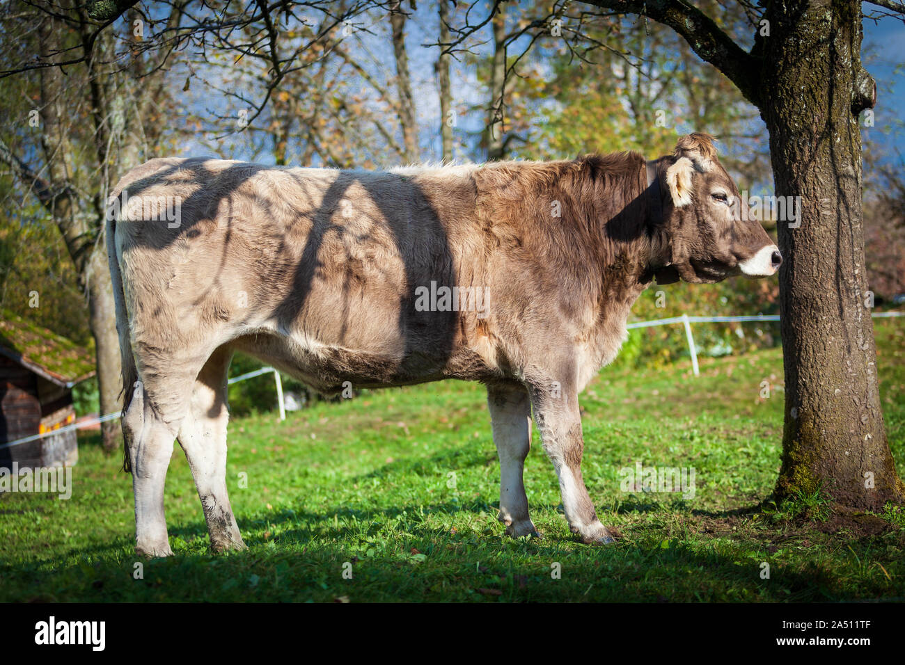 beautiful young cow on pasture. cow on a meadow Stock Photo - Alamy