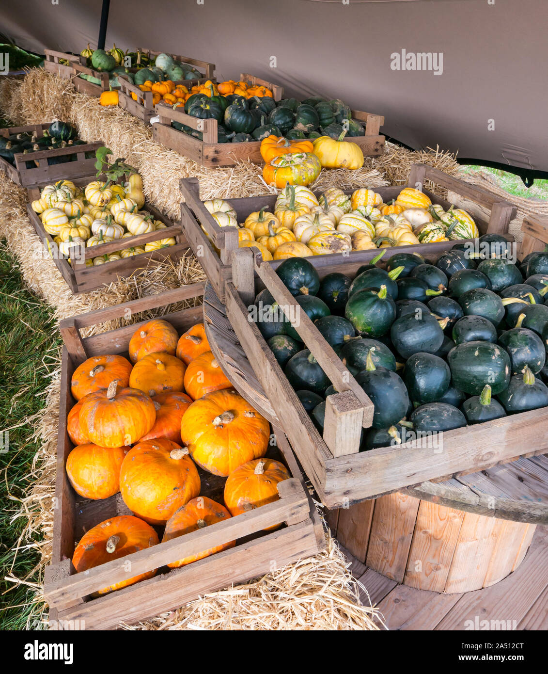 Roley pumpkin hi-res stock photography and images - Alamy