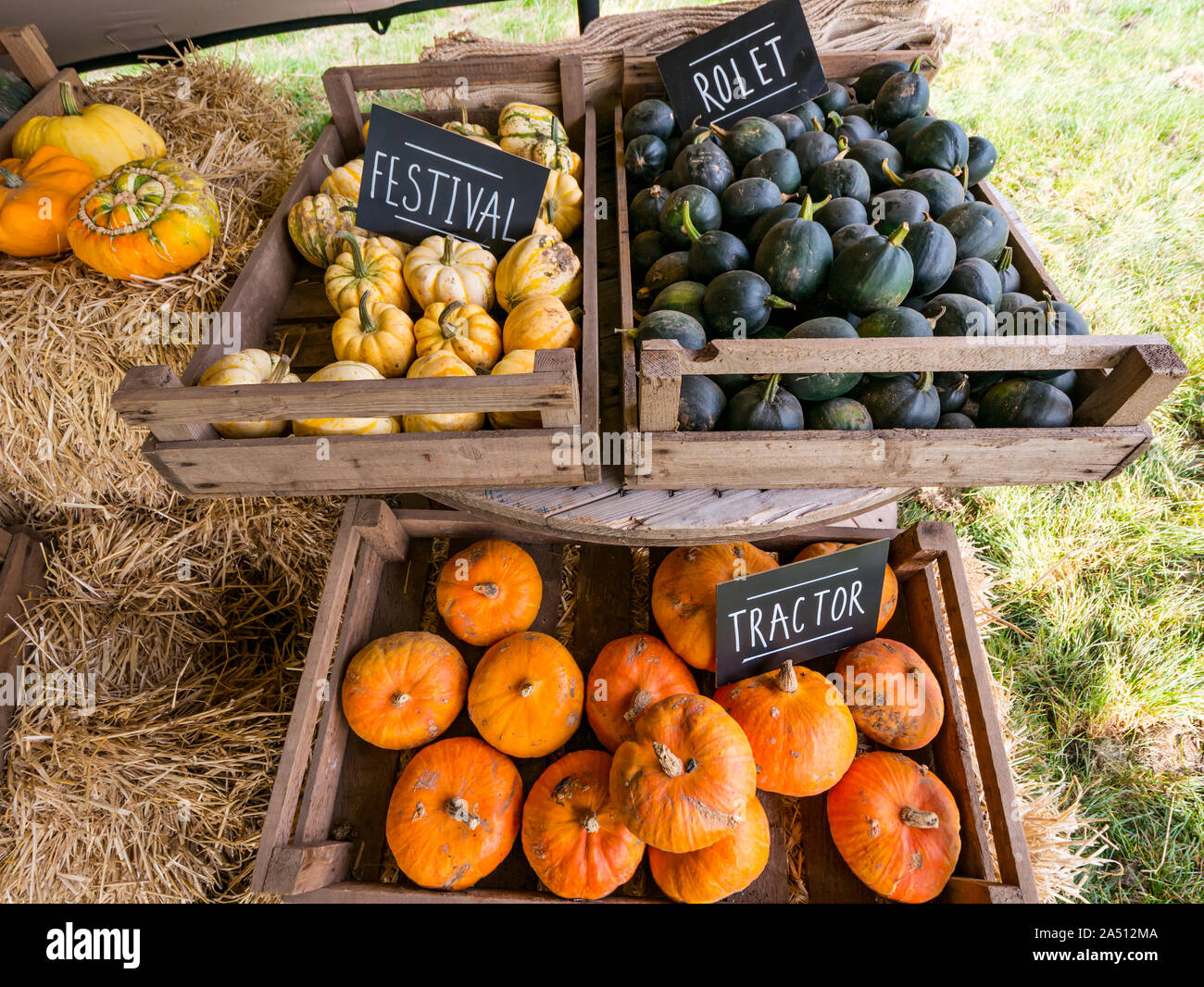 Roley pumpkins hi-res stock photography and images - Alamy