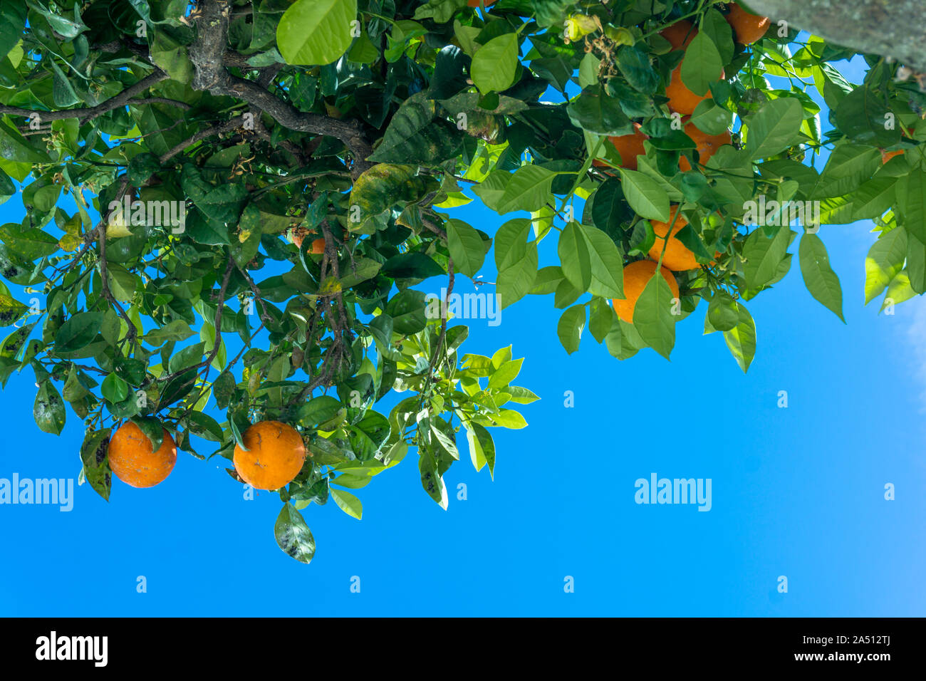 Mandarin tree with ripe fruits. orange tree. Ripen clementines on trees ...