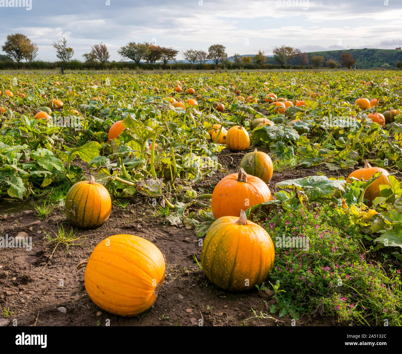 Pick you own fruit scotland hi-res stock photography and images - Alamy