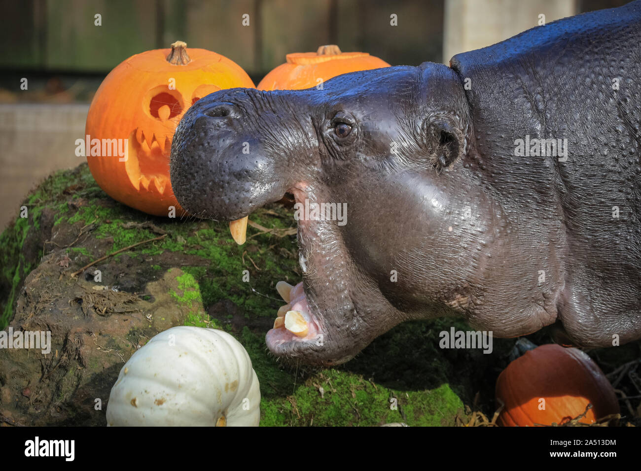 Happy hippo animal hi-res stock photography and images - Alamy