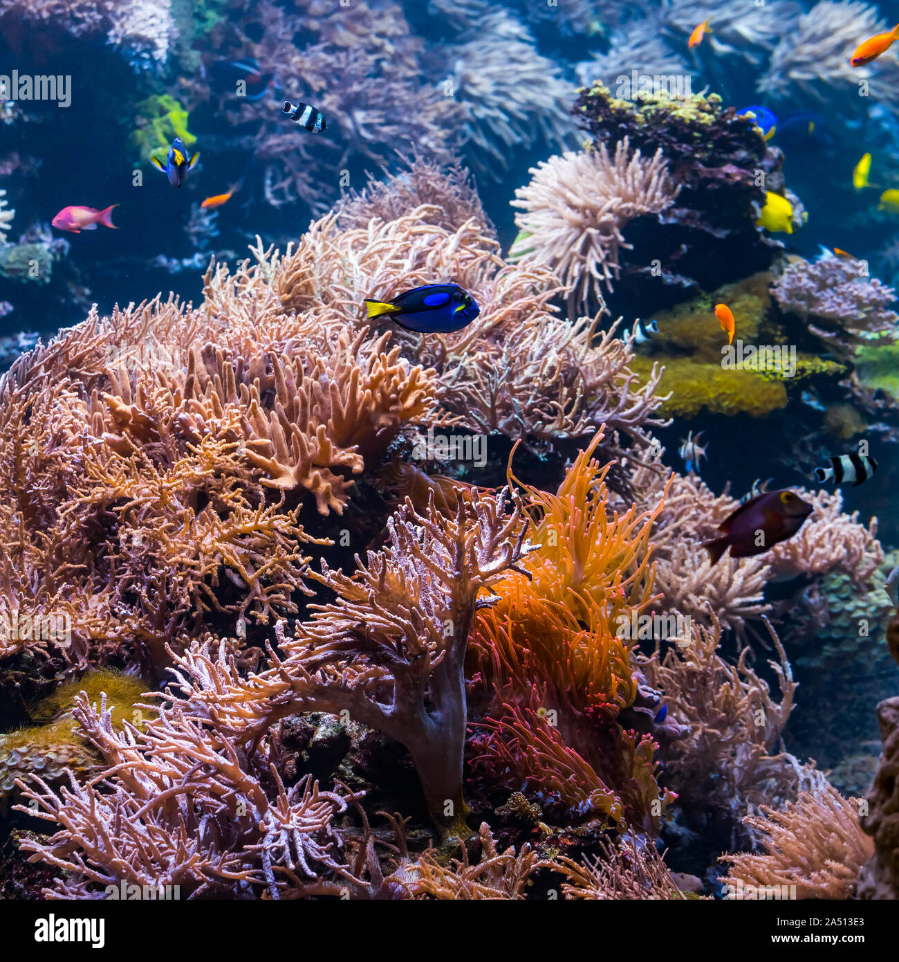 underwater coral reef landscape with colorful fish and marine life ...