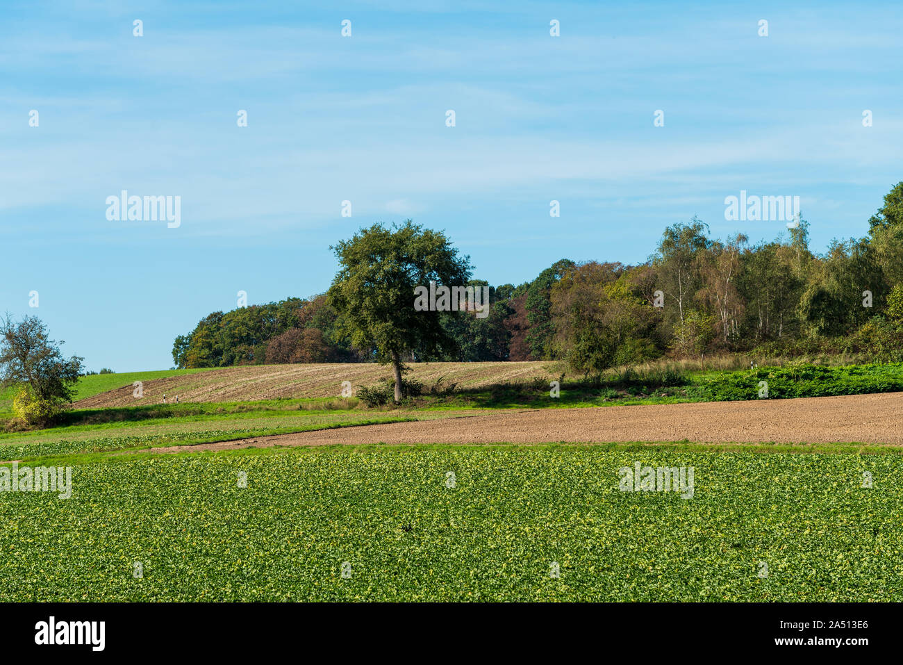 rural landscape. field and grass Stock Photo - Alamy