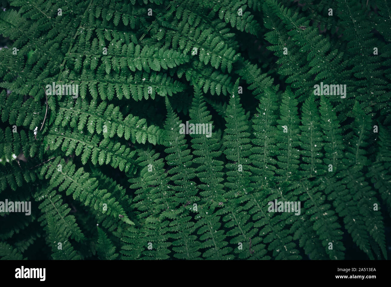 dark green foliage nature background Stock Photo - Alamy
