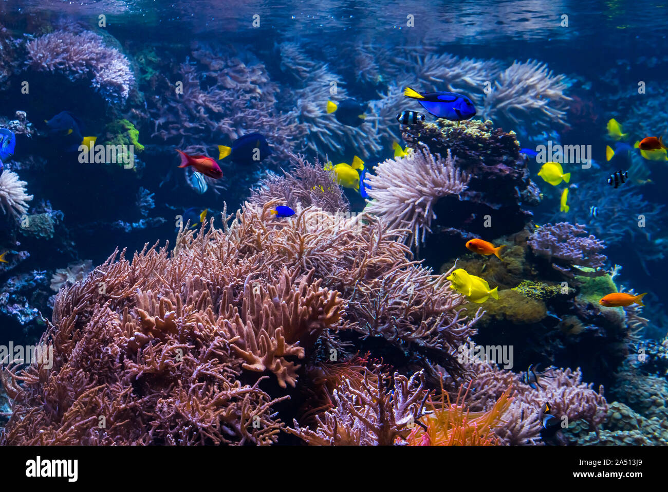 underwater coral reef landscape with colorful fish and marine life ...