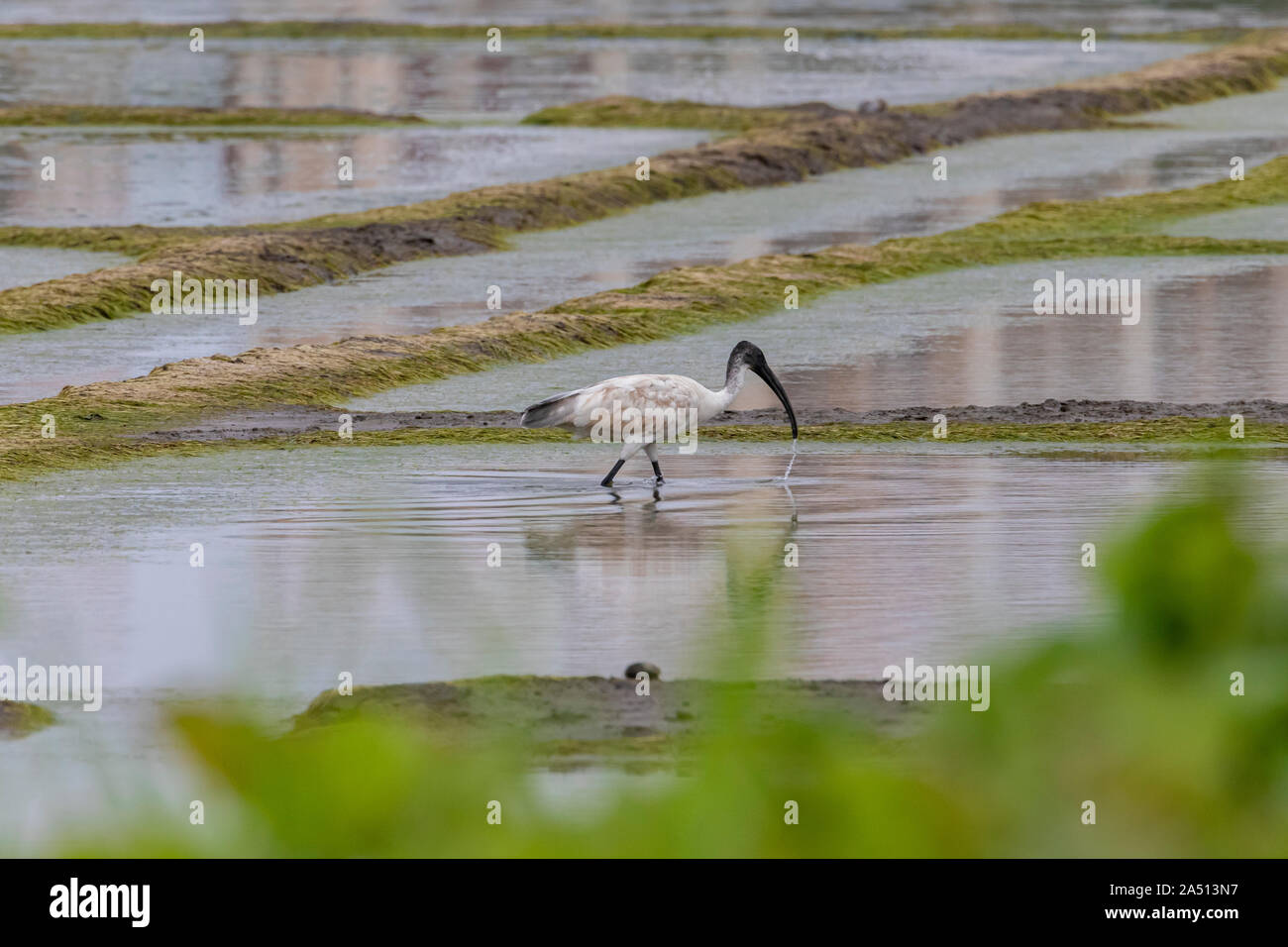 Bassein vasai hi-res stock photography and images - Alamy