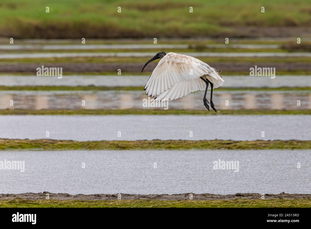 Bassein vasai hi-res stock photography and images - Alamy