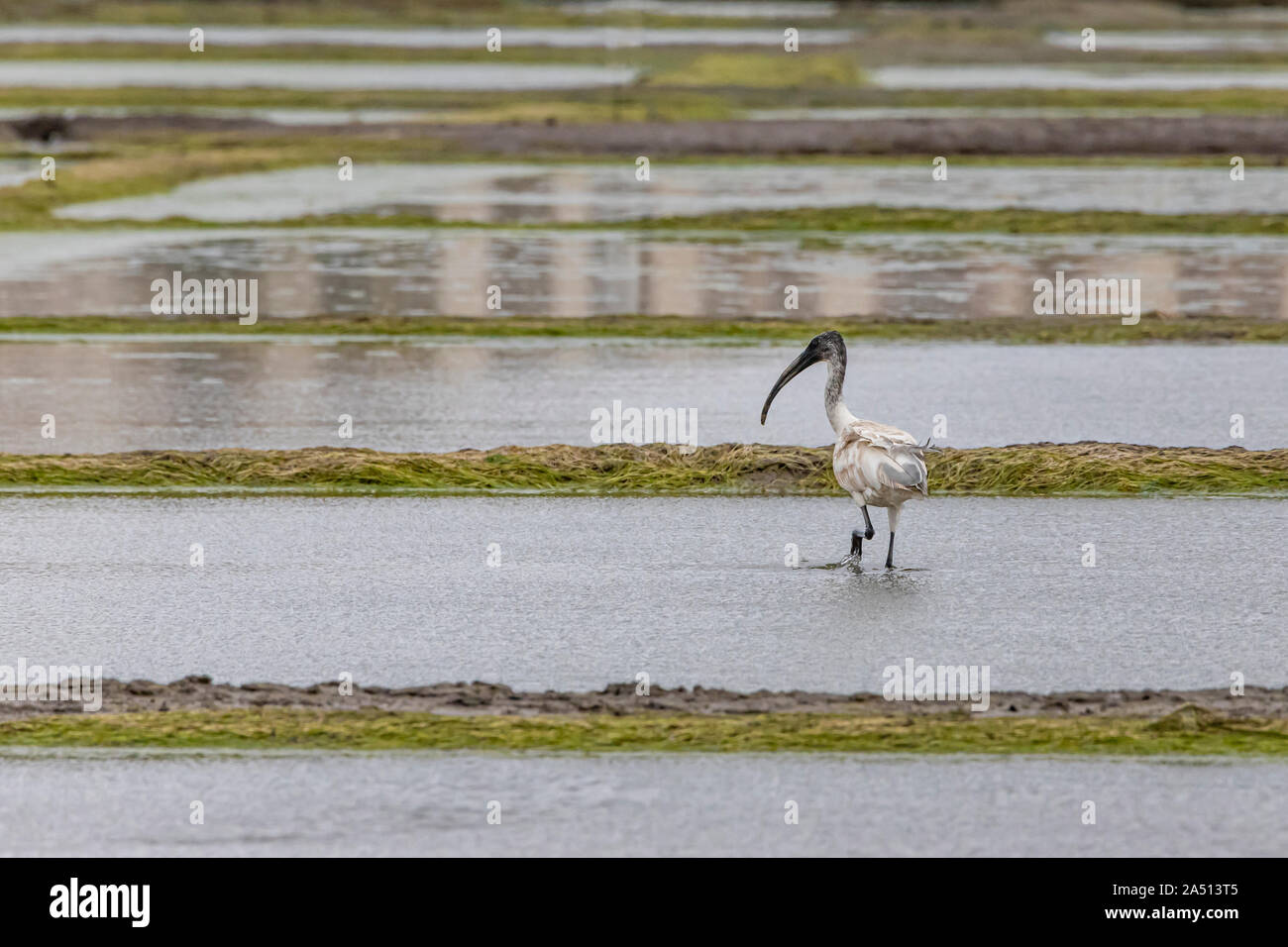 Bassein vasai hi-res stock photography and images - Alamy