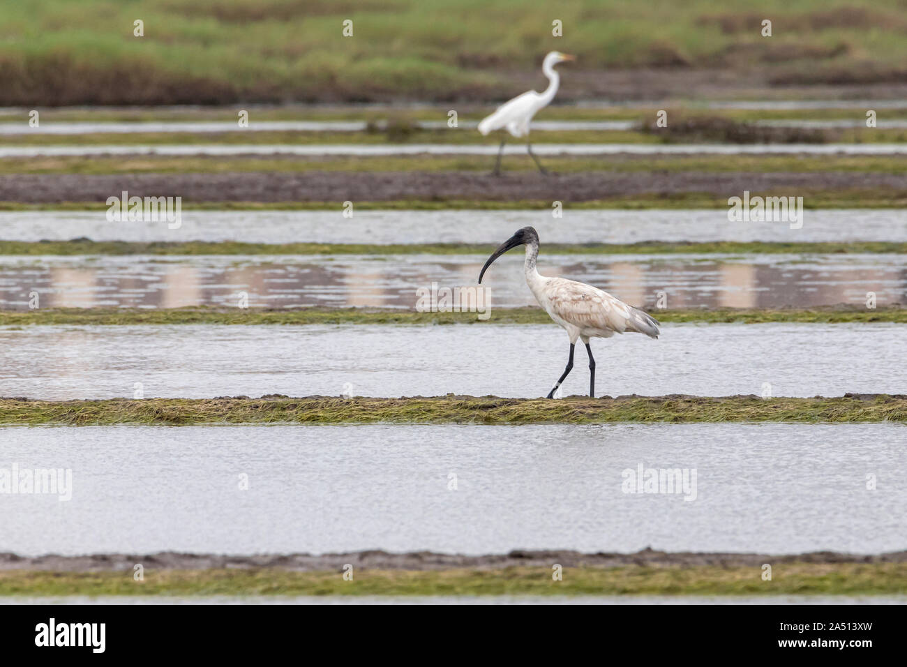 Bassein vasai hi-res stock photography and images - Alamy