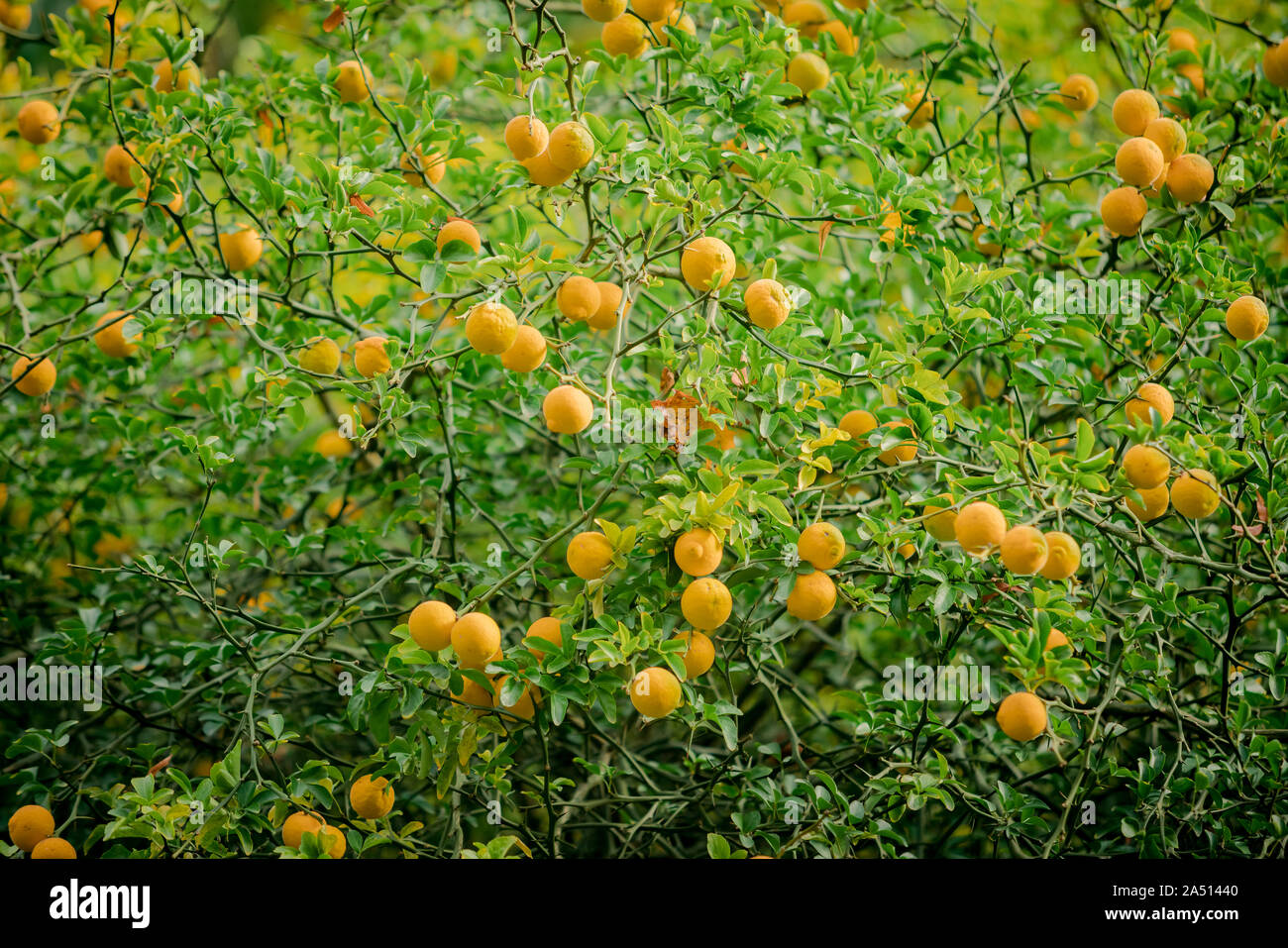 mandarin fruits on a tree. Orange tree. fresh orange on plant Stock ...
